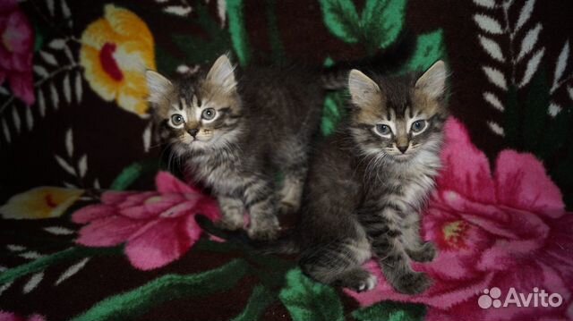 Отдам котят в теплые руки