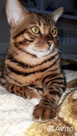 Вязка бенгал