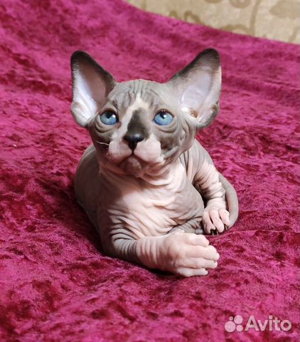 Выставочный мальчик с документами