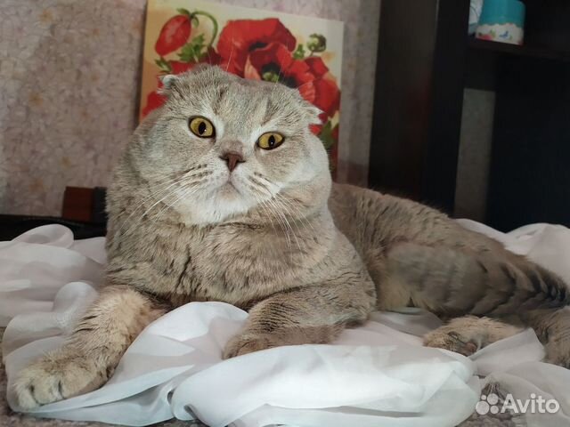 Ищем даму сердца