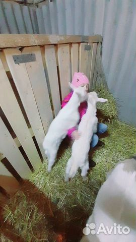 Зааненский козлик на племя