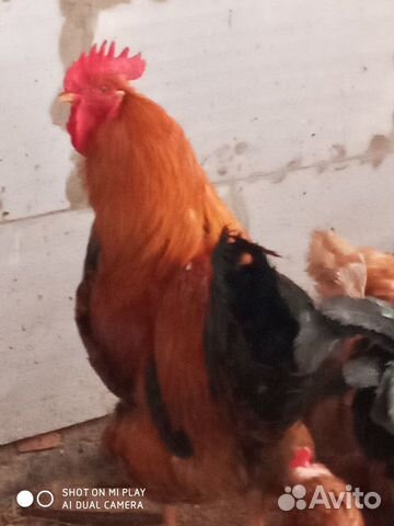 Петухи кученские юбилейные