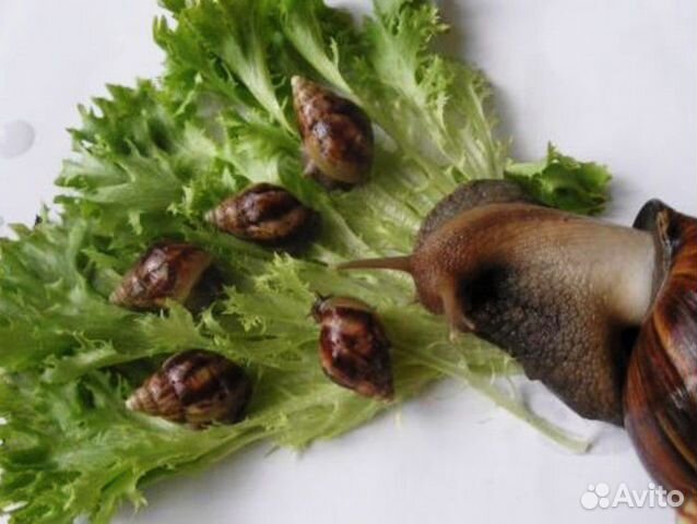 Ахатинские улитки