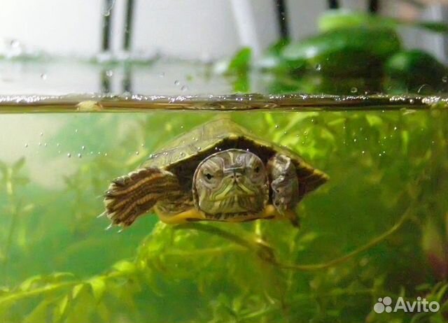 Черепахи водные