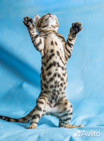 Бенгальская