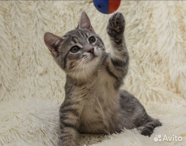 Котёнок Алиса 2 месяца в дар в добрые руки