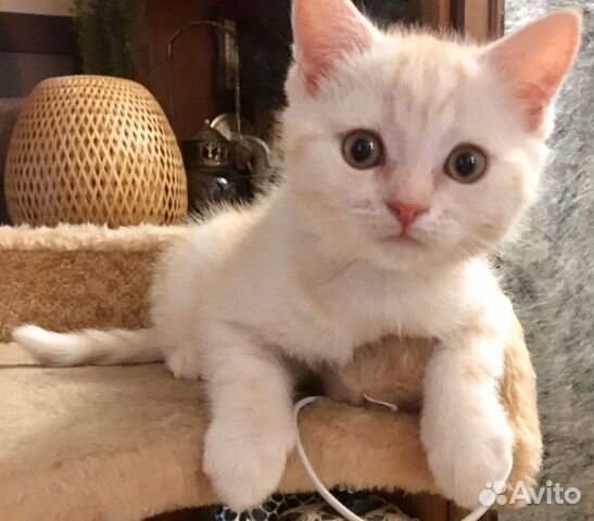 Шотландский котёнок
