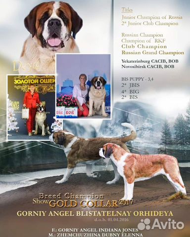 Сенодеточки