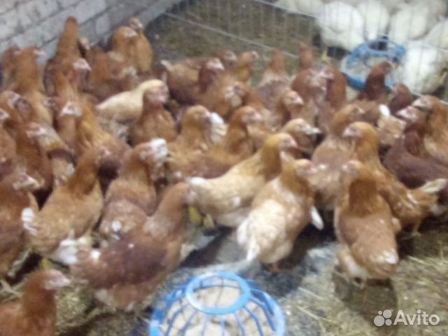 Куры несушки 4 месяца