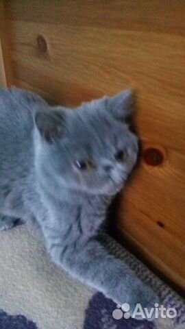 Котик экзотик 4 месяца ищет добрые руки