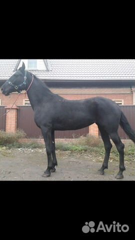 Орловская кобыла