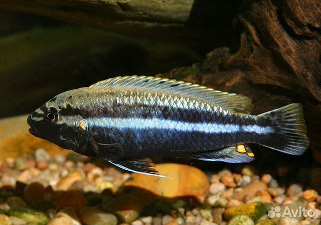 Обменяю на другую цихлиду взрослую