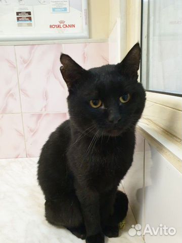 Прекрасный черный котик
