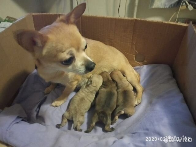 Щенята чихуахуа