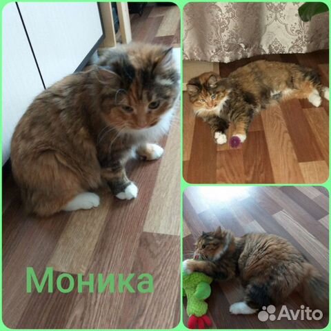 Кошка