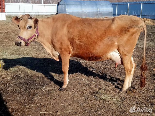 Корова Джерси