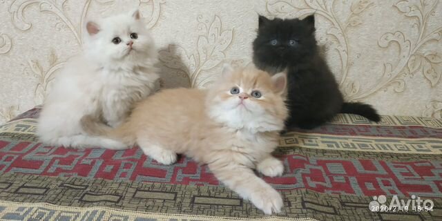 Котята персидской шиншиллы