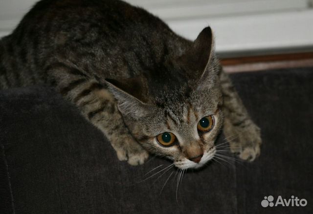 Котенок потерял семью. Девочка, 6 мес