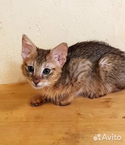 Чаузи ф1 ручные котята