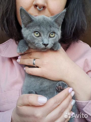 Котёнок в дар