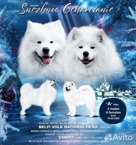 Самоедская лайка