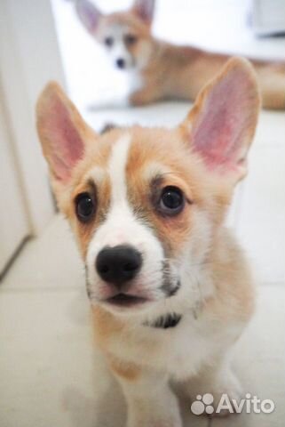 Вельш Корги Пемброк мальчик бобтейл
