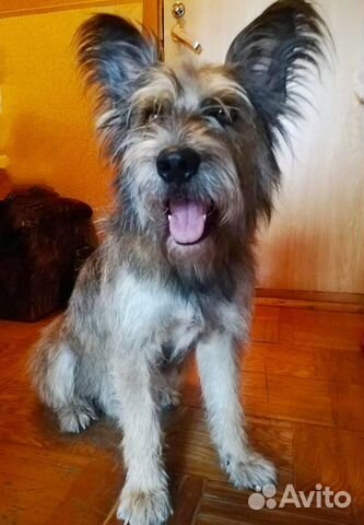 Шикарный бородатик песель ищет дом