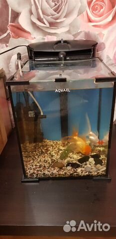 Аквариум