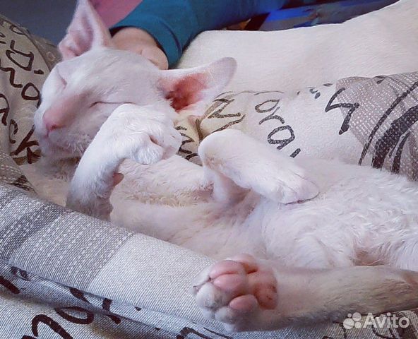 Корниш Рекс котята