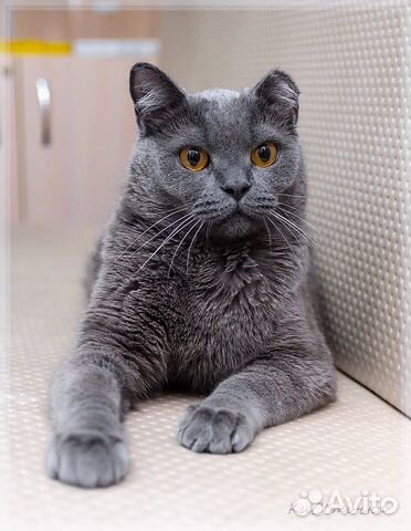 Бася (1 год), котик который пережил предательство