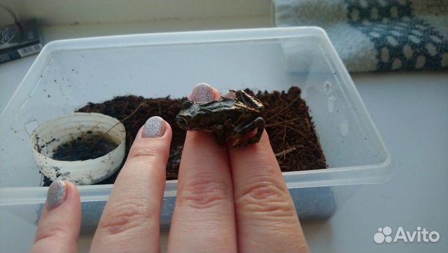 Жаба Bufo viridis