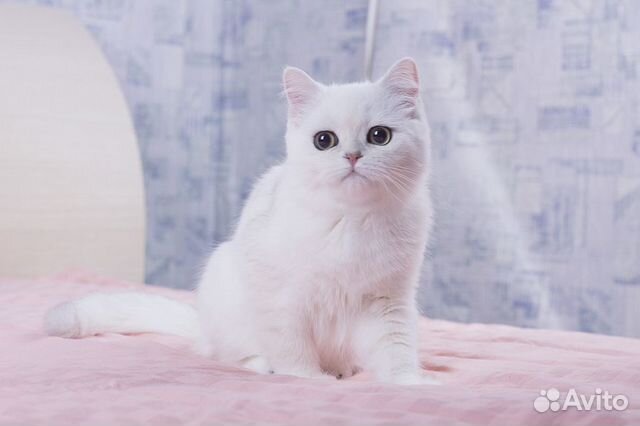 В домашние любимцы крошка котик шиншила