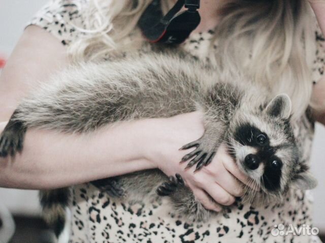 Ручной енот, девочка, 3 месяца