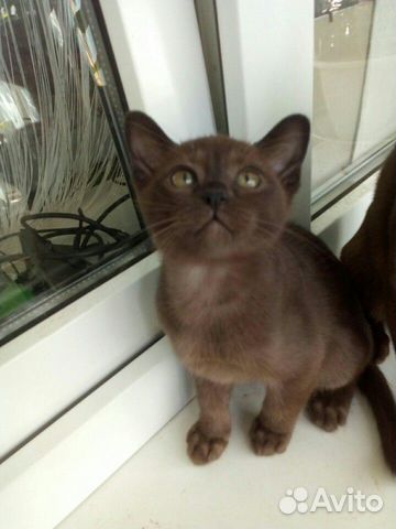 Котёнок европейской бурмы