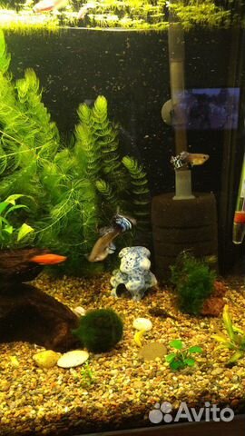 Гуппи меченосцы