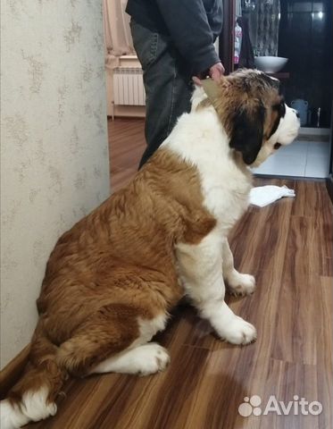 Сука Сенбернара 6 месяцев