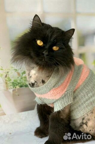 Котодети из приюта ищут своих родителей