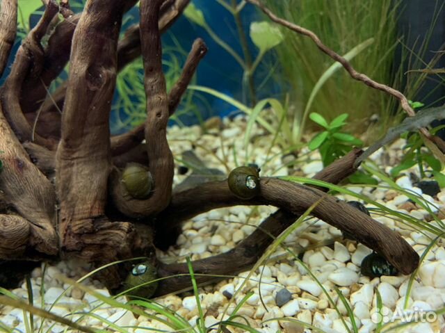 Улитки неретина рогатая