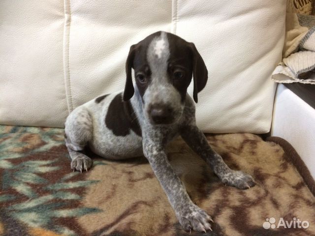 Продаются щенки курцхаара