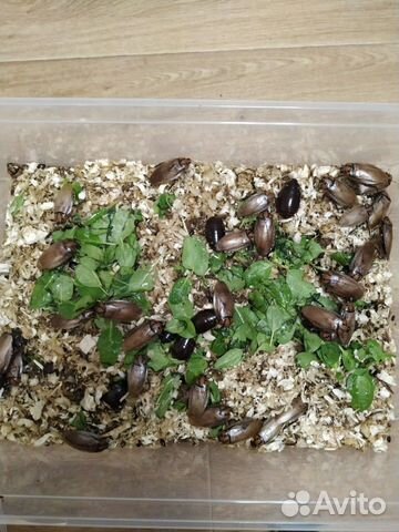 Тараканы-шеститочечники