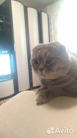 Вязка шатланского вислоухого котика