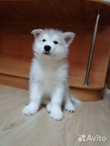 Маломутодетки