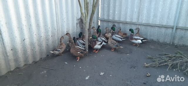 Продам подсадных уток