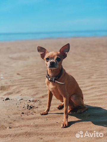 Вязка той-терьер