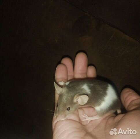 Мыши