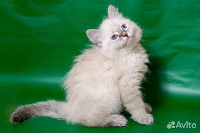 Роскошные котята невской маскарадной
