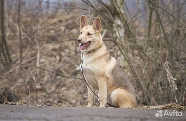 В добрые руки