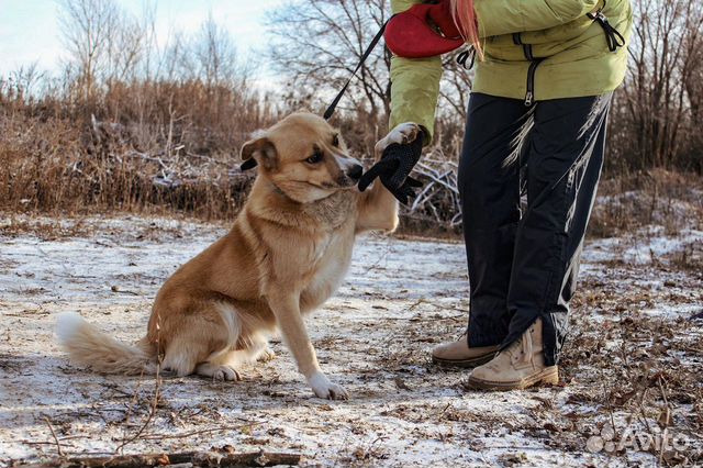 Собака Мальчик Микки