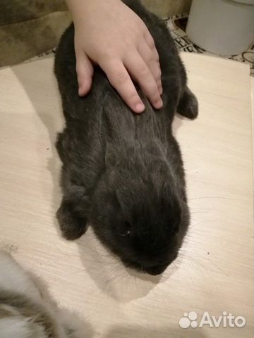 Кролик