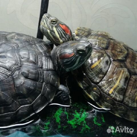 Отдам черепах